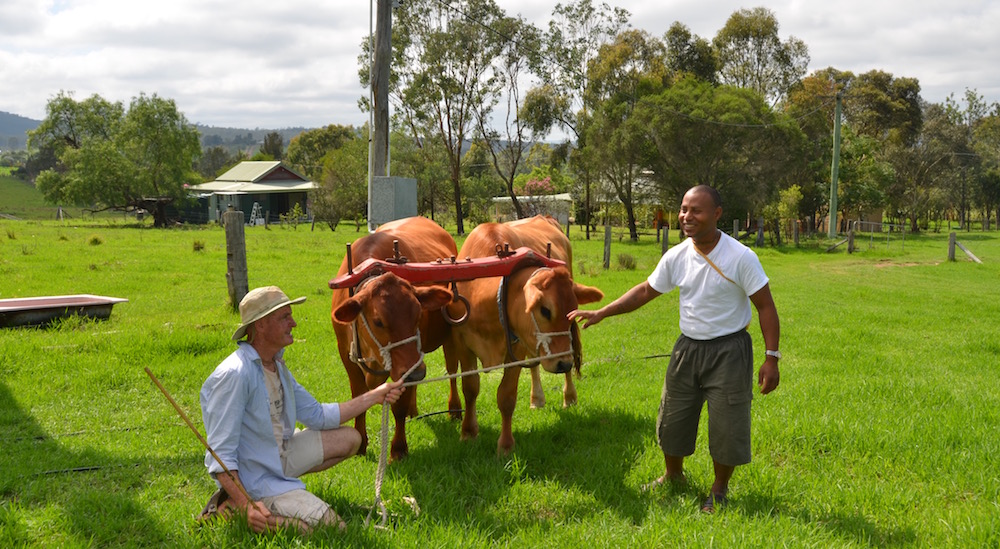 Do visit the New Gokula Farm on Easter weekend | The Indian Down Under