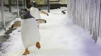 See the Penguins’ waddle watch live stream with Sydney Aquarium | The ...