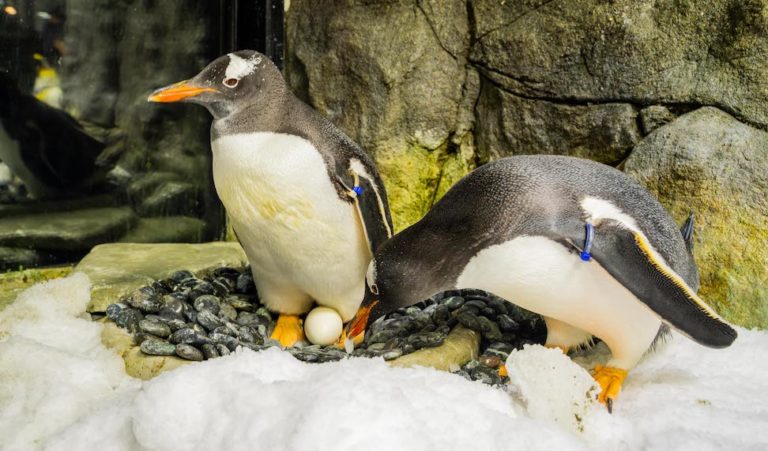 Sphen and Magic celebrate their 3rd anniversary at Sea Life Sydney ...